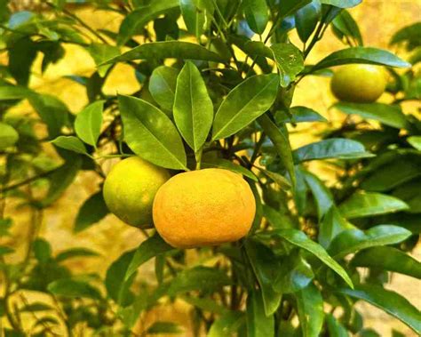 Autumn Citrus Tree Care Helpful Tips For Fall Pests And Problems Citrus Spot