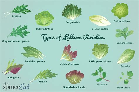 16 Types Of Lettuce Varieties