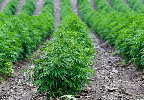 Hemp 30 La Rivoluzione Profuma Di Canapa Dolcevita