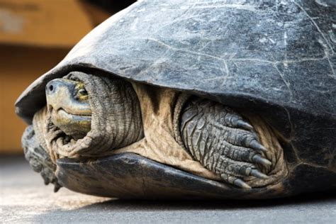 Are Sea Turtles Able To Hide In Their Shells American Oceans