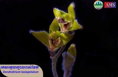 កេសរកូលក្បាលពស់វែក ដុះស្ថិតនៅតំបន់ខ្នងតាកំប៉ោង ដែនជម្រកសត្វព្រៃភ្នំសំកុស នគរដ្រេហ្គន