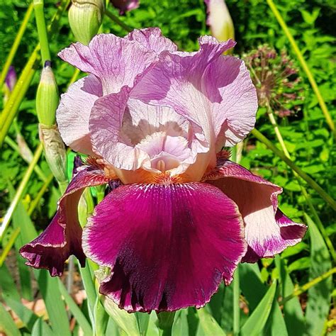 Irys Christmas Carol Szt Ecebule