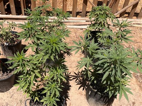 Nude Sun Bathing Rcannabiscultivation