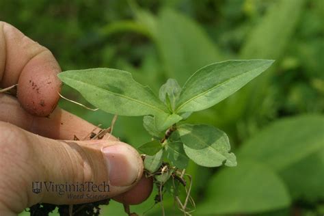 Oriental Ladys Thumb Polygonum Caespitosum Weed Profile Weed