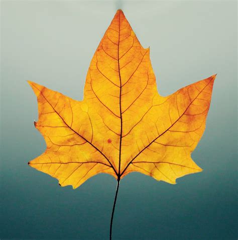 Blatt Zeichnen In 5 Schritten Ein Herbstliches Ahornblatt Zeichnen