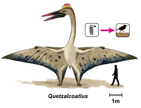 Pterodactyl Size Comparison