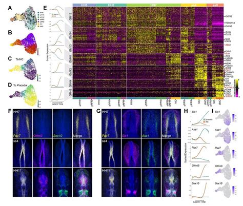 Npb Gene Module Analysis Reveals Temporal Hierarchy Of Gene Expression Download Scientific