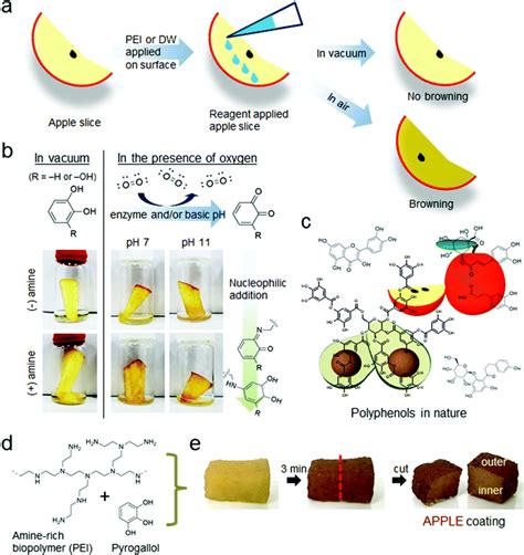 A Nature Inspired Protective Coating On Softwet Biomaterials For Sem By Aerobic Oxidation Of