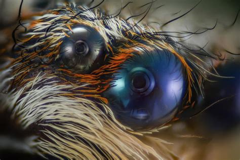 Best R Macroporn Images On Pholder Those Whispey Lashes