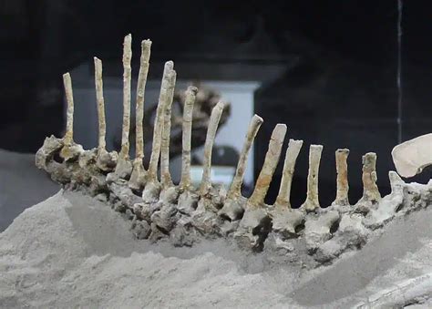 Protoceratops Legacy Of The First Horned Face Dinosaur
