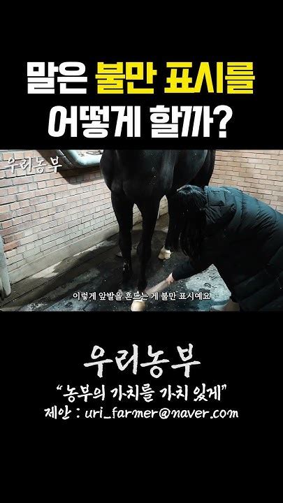 말산업│말은 불만 표시를 어떻게 할까 마장마술 승마장 승마 승마기술 말관리 승마선수 망아지 말 경마 승마체험 승마선수 우리농부 Youtube