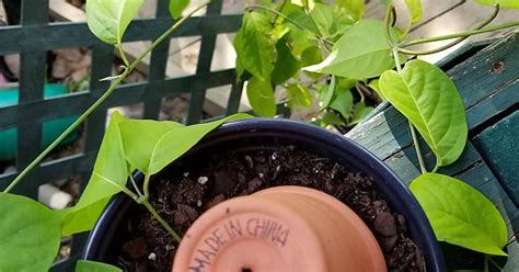 Breaking News 100 Success Rate So Far Rooting B Caapi Cuts That