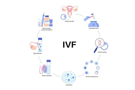 In Vitro Fertilization Diagram How In Vivo Fertilizationivf