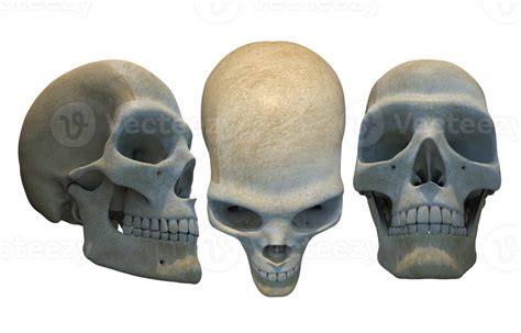 Human Skulls Illustration Png 25278253 Png