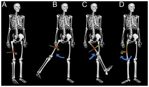 Applications and limitations of current markerless motion capture ...