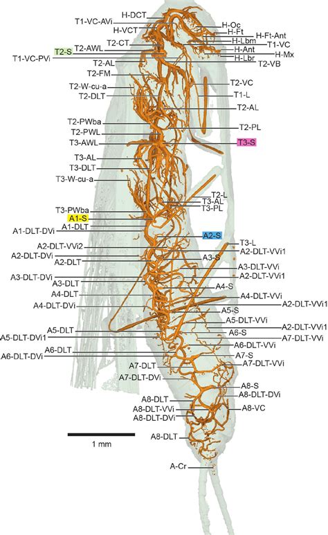 Comparative Anatomy Of The Insect Tracheal System Part 1 Introduction Apterygotes Paleoptera