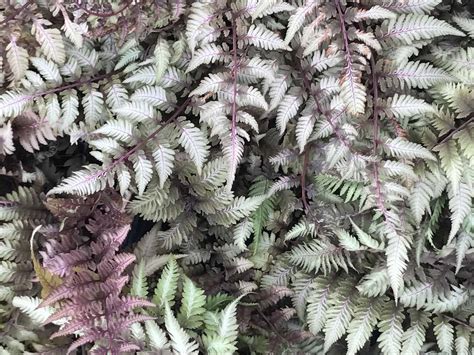 Athyrium Nipp Pictum Van Zelst