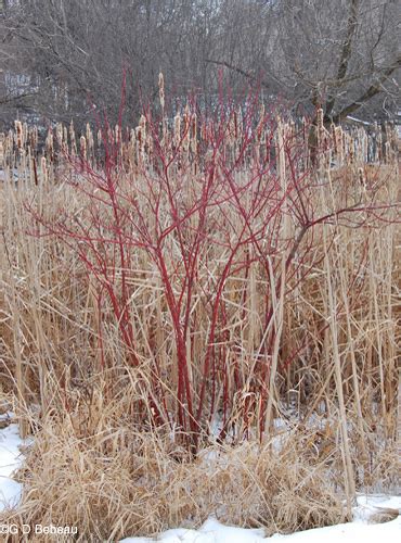 Red Osier Dogwood Cornus Sericea L Ssp Sericea