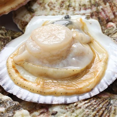 Water Weed Farming Sea Scallops Cleaning The Seas With Mussel And