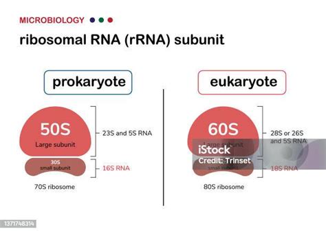 Lillustration Biologique Montre La Différence Entre Larn Ribosomique Du Procaryote Et De