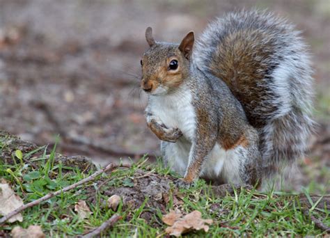 Eastern Gray Squirrel — Friends Of Woodland Park