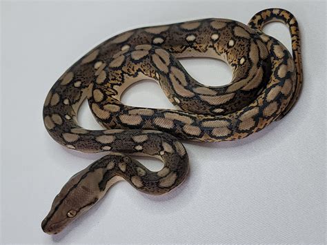 Motley Tiger Reticulated Python By Reptilian Exotics Morphmarket