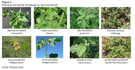 Plantas Daninhas Em Pastagens Agron Agronegócios Online