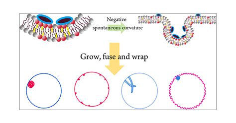Inward Budding And Endocytosis Of Membranes Regulated By De Novo Designed Peptides Langmuir