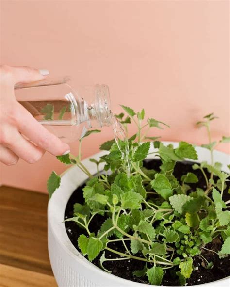 Catnip Fever The Dos And Donts Of Growing Catnip Indoors Growing