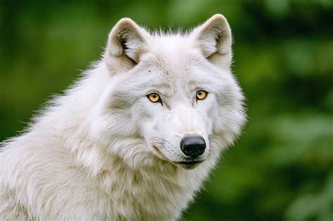Captivating Close Up Of An Arctic Wolf Showcasing Its Piercing Yellow