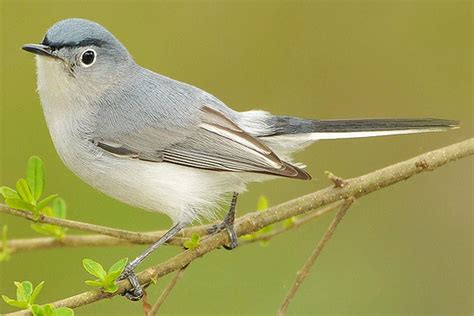 Black Tailed Gnatcatcher