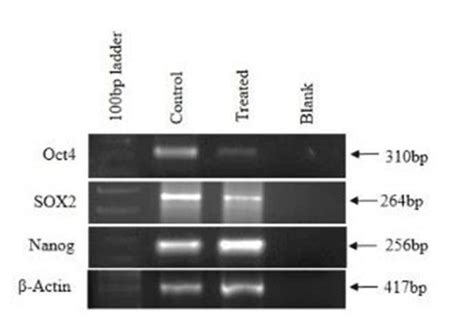 Expression Of Pluripotency Markers In Control And Treated Cells Download Scientific Diagram