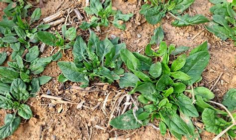 시금치★ 4월작물 시금치파종시기 시금치무침 레시피 네이버 블로그