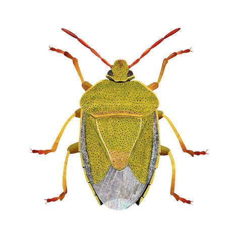 Bugs Buzz And Scuttle