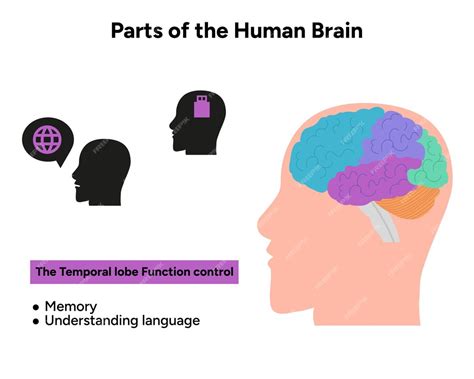 Premium Vector Parts Of Human Brain Anatomy With Colored Parts Diagram Medical Illustration