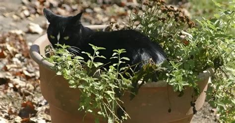 Is Catnip Addictive Critter Stop