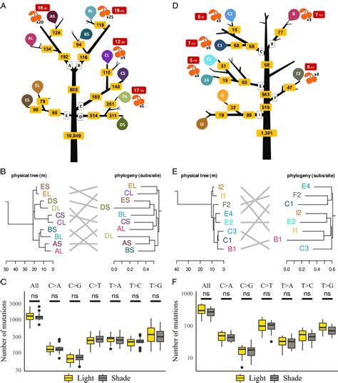 Low Frequency Somatic Mutations Are Heritable In Tropical Trees