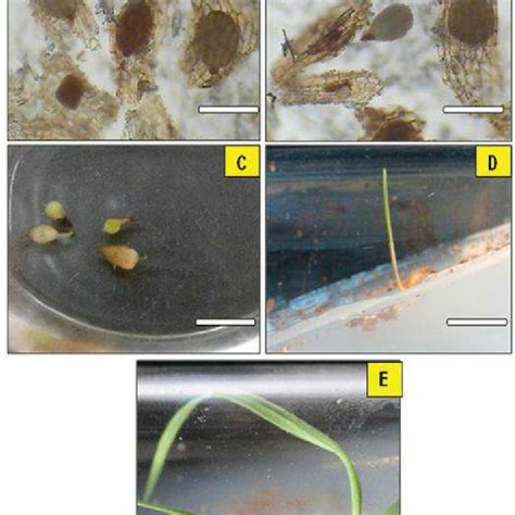 Pdf In Vitro Protocorm Development And Mass Multiplication Of An