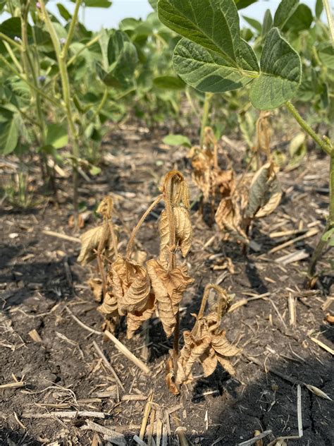 Phytophthora Root Rot Manitoba Pulse And Soybean Growers