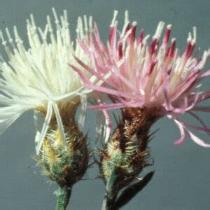 Weeds Knapweeds Centaurea Spp Hortsense Washington State University