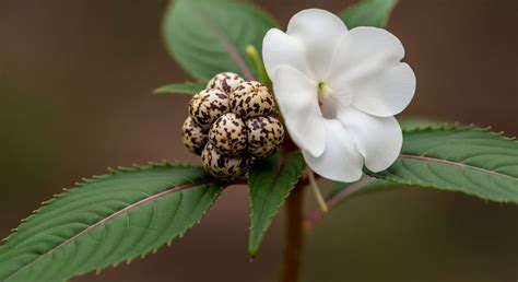 Persistent Pollutant Fate → Term