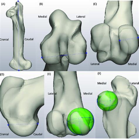 Biometrics Demonstrated On Mode 2 Instances Generated By The Femur Ssm Download Scientific