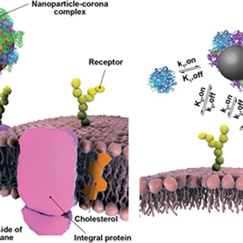 Nanoparticle Protein Crown The Formation Of A Protein Crown Around