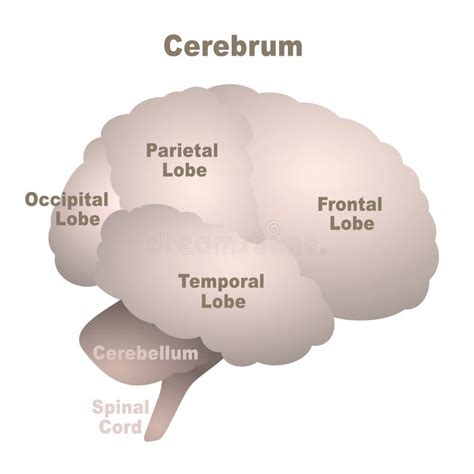 Brain Lobes Cerebrum Anatomical Regions Parts Stock Vector