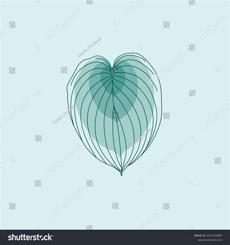 Vector Linear Hosta Leaf Plantain Lilies Stock Vector Royalty Free 2211210947 Shutterstock