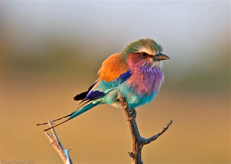 Lilac Breasted Roller Hd Wallpaper Stunning Colorful Bird In Nature