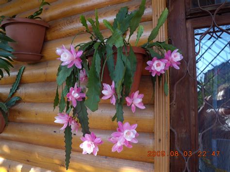 Epiphyllum лесной кактус - epiphyllum_лесной кактус