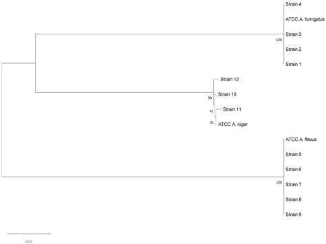 Preliminary Investigation About Aspergillus Spp Spread In Umbrian