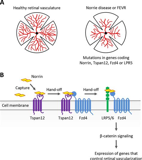 Signaling The Tale Of Capturing Norrin Elife