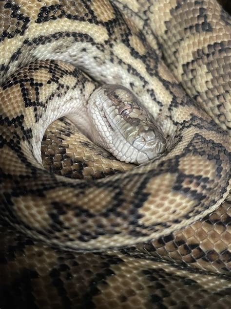 Shhhh Hes Sleeping Rreptiles Shhhh Hes Sleeping Rreptiles